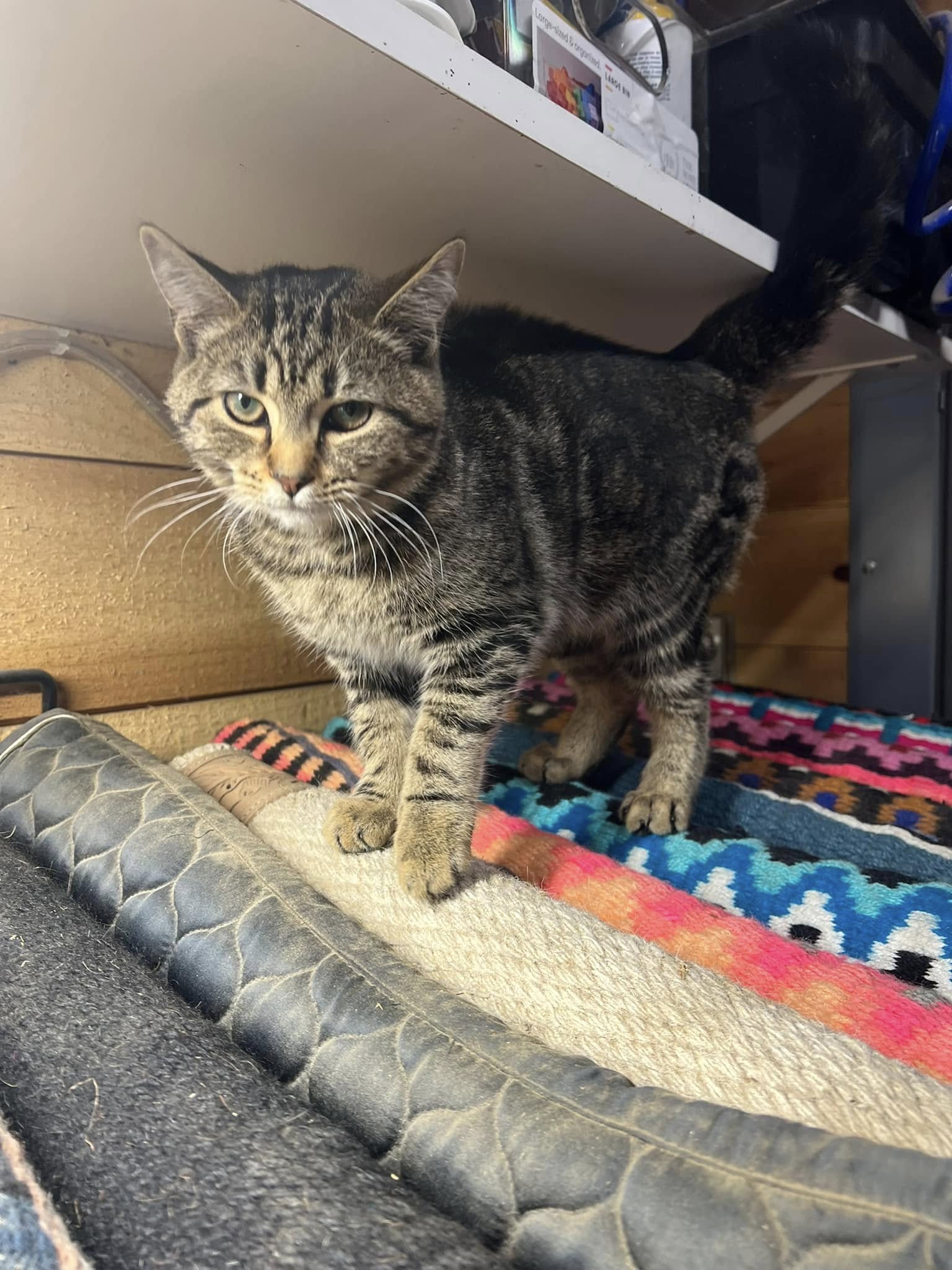 The Benefits of Barn Cats on a Farm - Rockwall Acres Farm