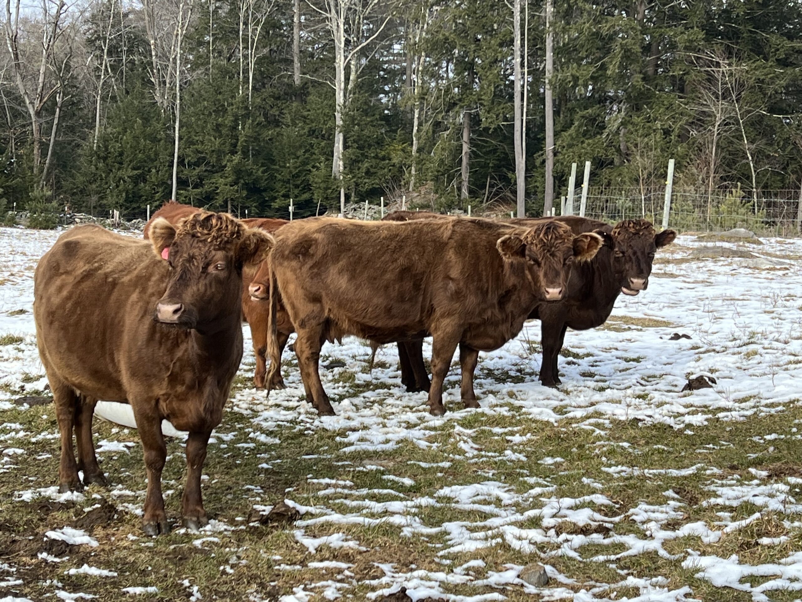 Why Dexter Beef Quality is Better: The Ultimate Gourmet Choice ...